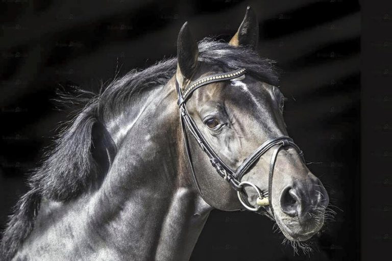 Contendro I - Genesi Stalloni